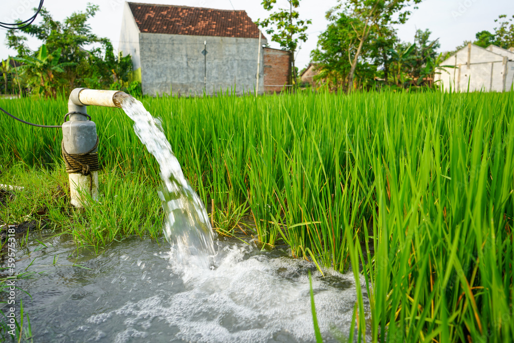 Irrigation of rice fields using pump wells with the technique of ...