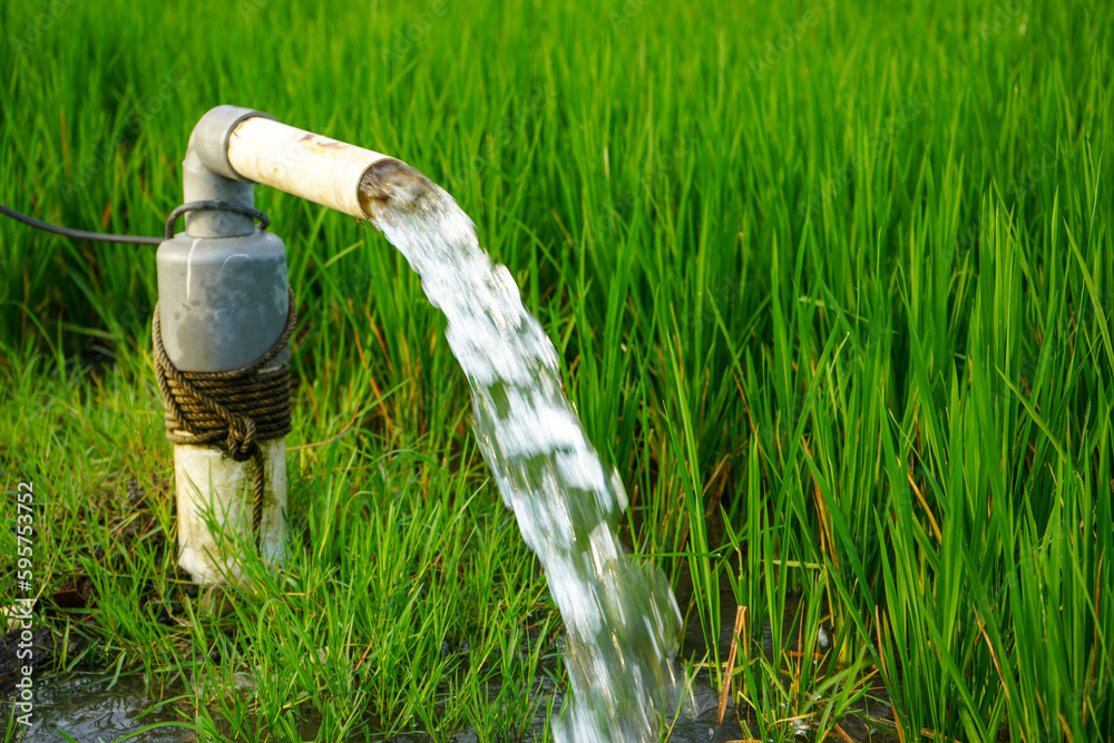 Irrigation of rice fields using pump wells with the technique of ...