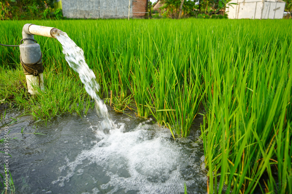 Irrigation of rice fields using pump wells with the technique of ...