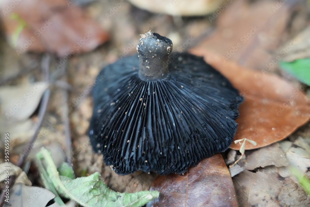 Russula nigricans|Russula blackula|blackening russula|blackening ...