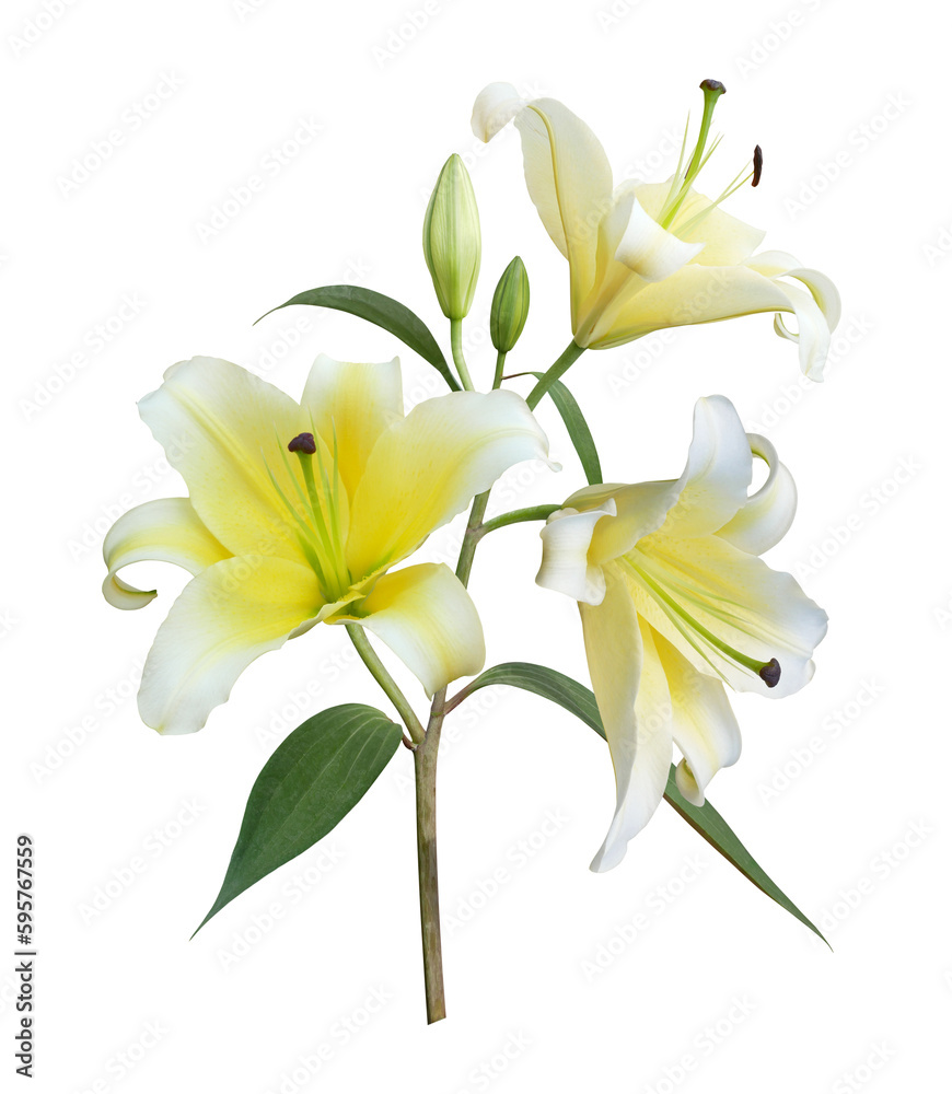Yellow Lily flower bouquet isolated on transparent background Stock ...