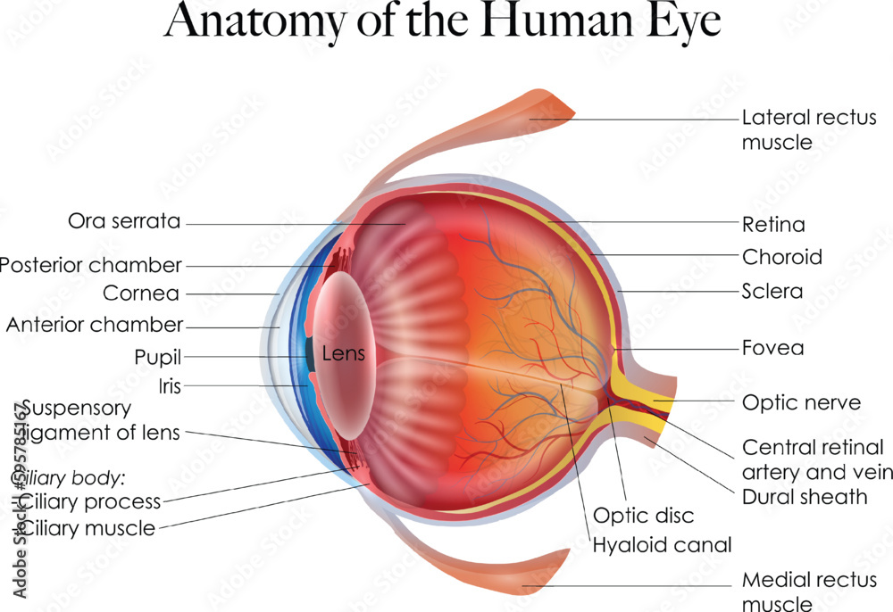 Detailed Illustration Of The Anatomy And Structure Of The Human Eye