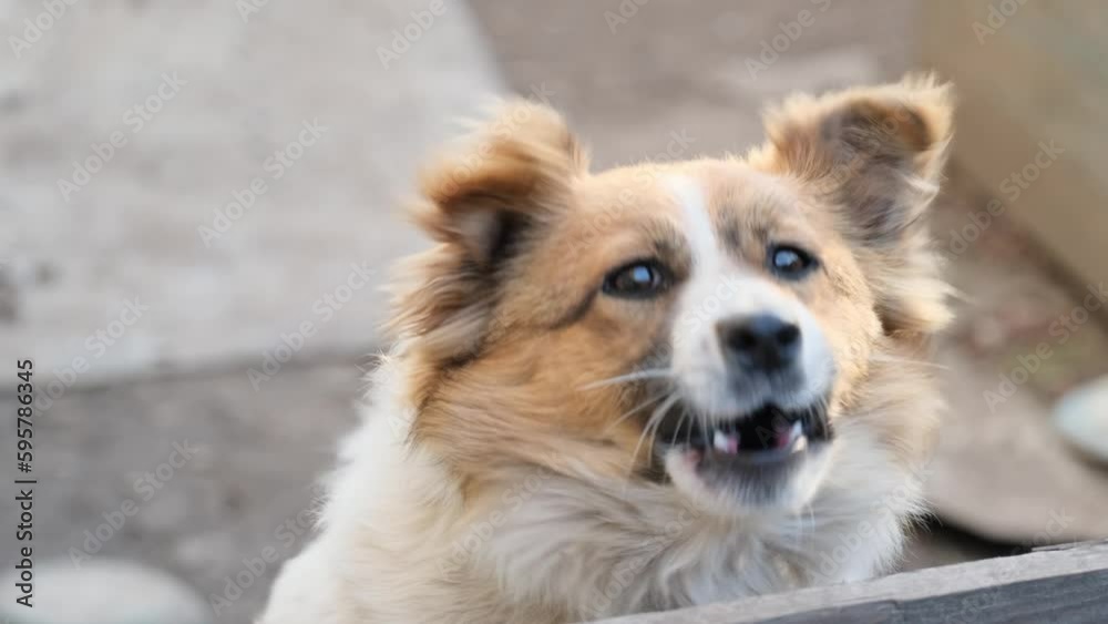 Stockvideon Guard Dog with White Fur and Tan Muzzle Protecting the Home ...