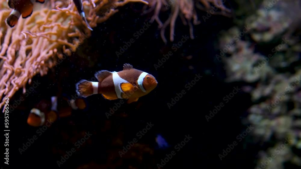fish swimming on bottom with algae beautiful background soothing music ...