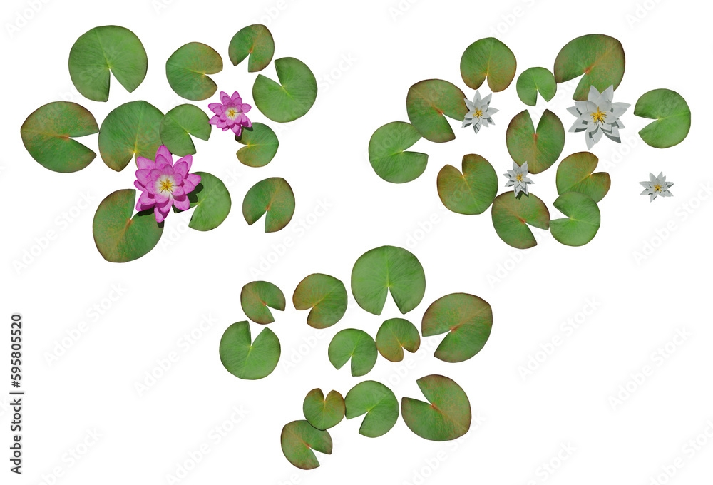 tropical lotus in view top form on a transparent background. Stock ...