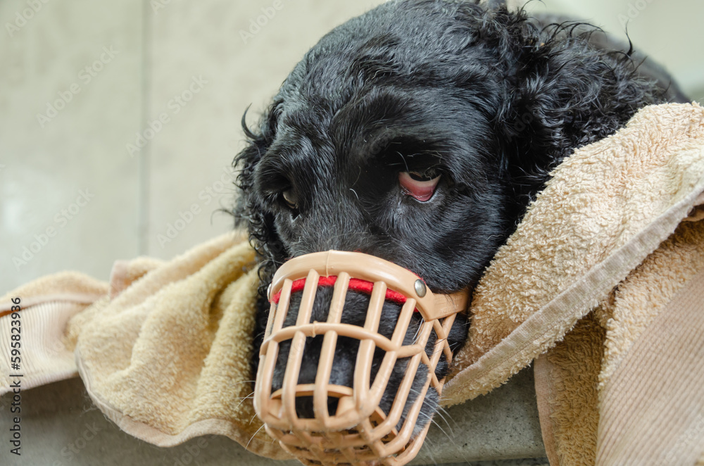 Cocker Spaniel dog in a muzzle on a haircut Stock Photo | Adobe Stock