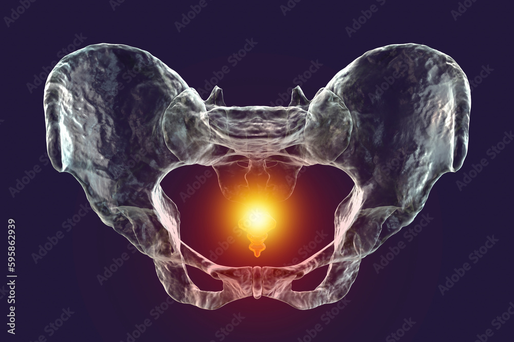 A 3D medical illustration highlighting the coccyx bone marked in red ...
