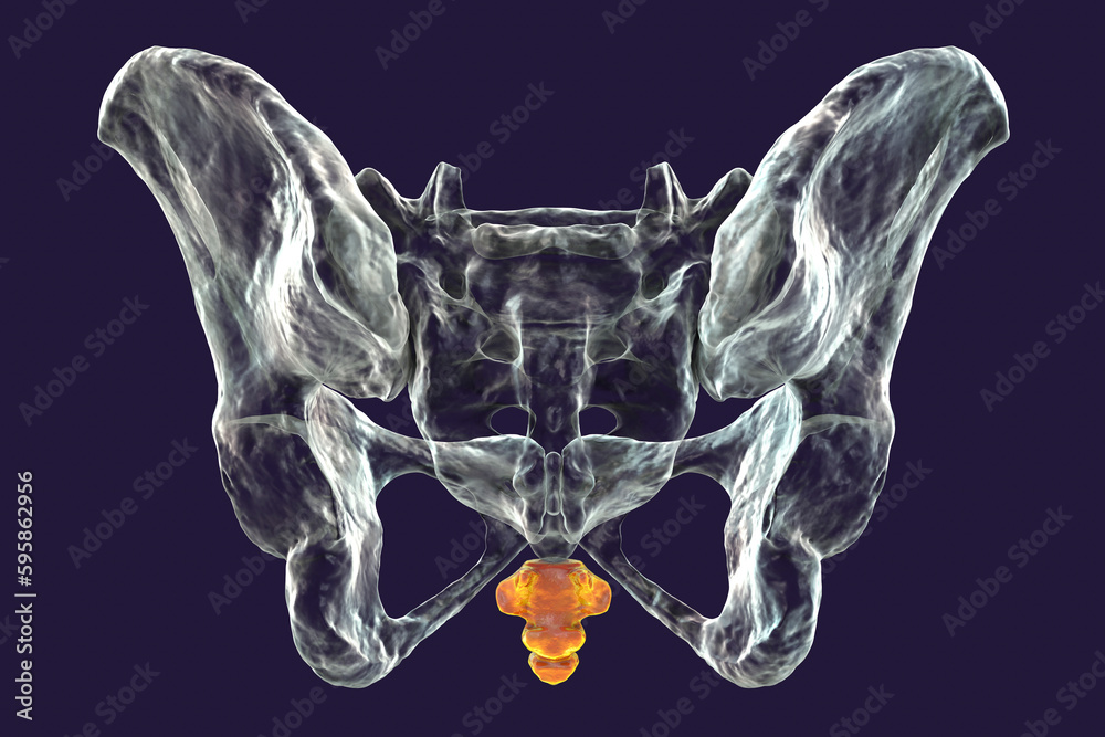 Anatomy of the coccyx bone, showcasing its intricate details and ...