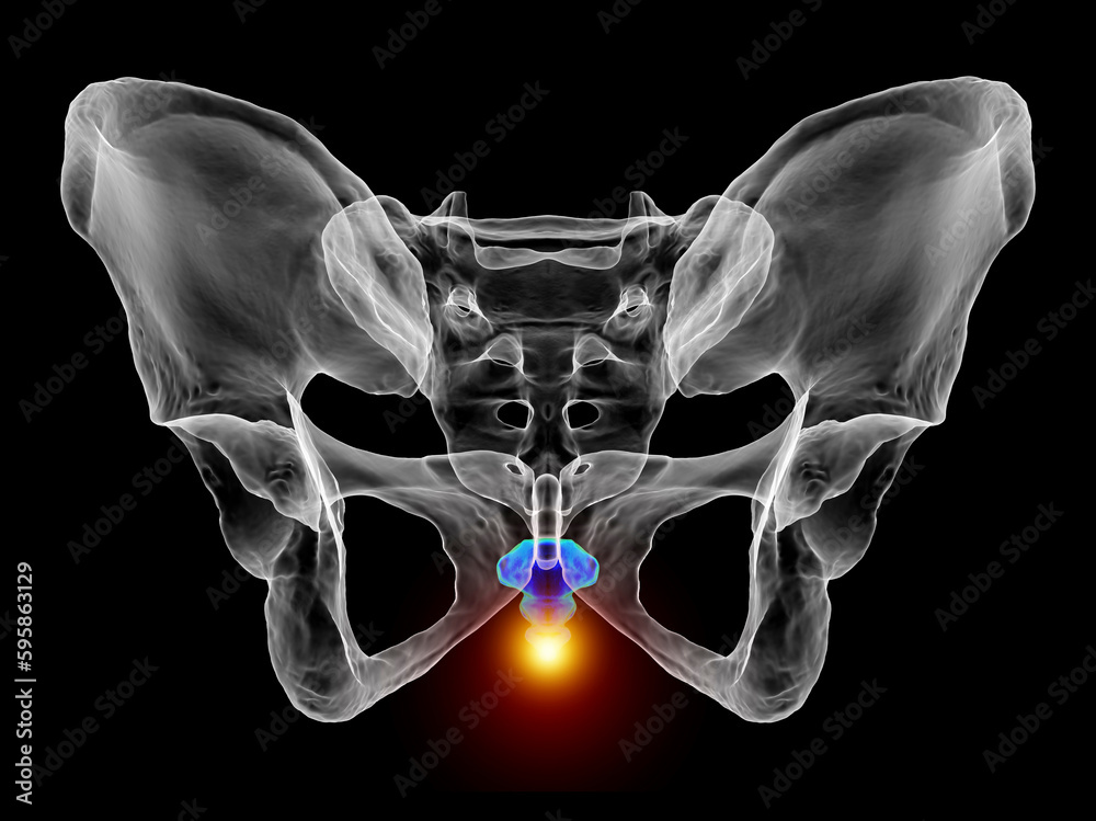 A 3D medical illustration highlighting the coccyx bone marked in red ...