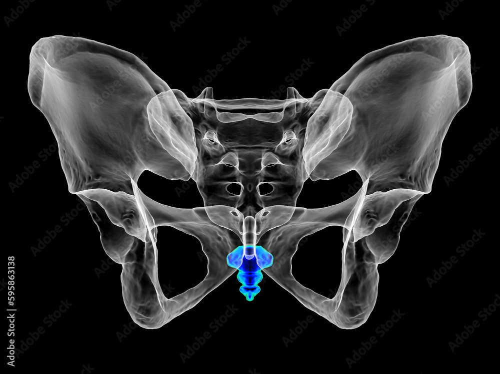 Anatomy of the coccyx bone, showcasing its intricate details and ...