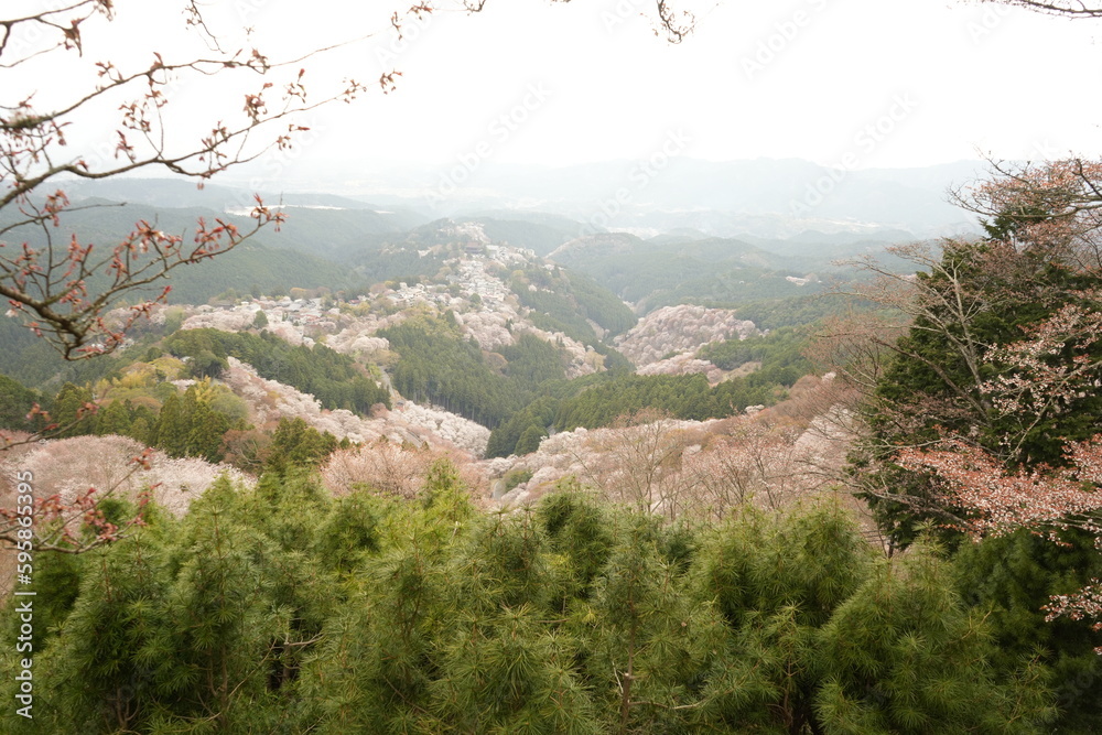 Yoshino-yama or Mount Yoshino in Nara, Japan. Pink Sakura or Cherry ...