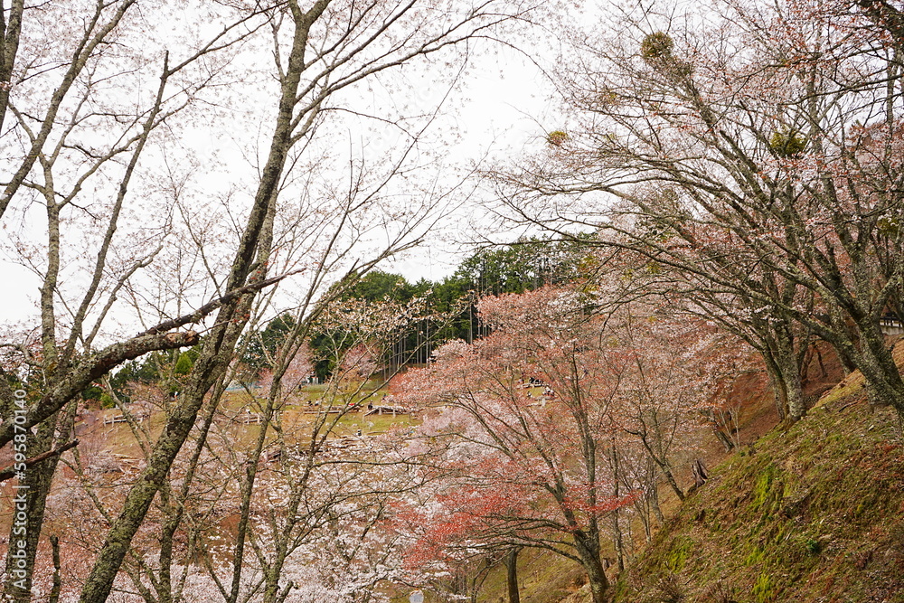 Yoshino-yama or Mount Yoshino in Nara, Japan. Pink Sakura or Cherry ...