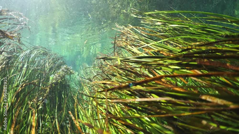 underwater freshwater lake river spring scenery with grasses and algae ...