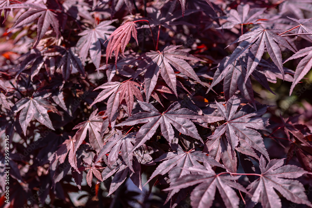 Acer palmatum, commonly known as Japanese maple, palmate maple, or ...