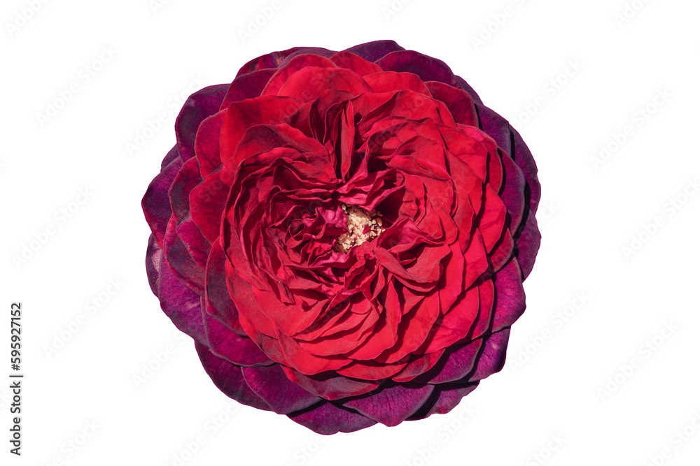 Beautiful red rose close-up on a white isolated background. A flower ...