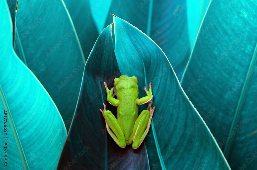 Overhead view of a green white-lipped tree frog (Nyctimystes ...