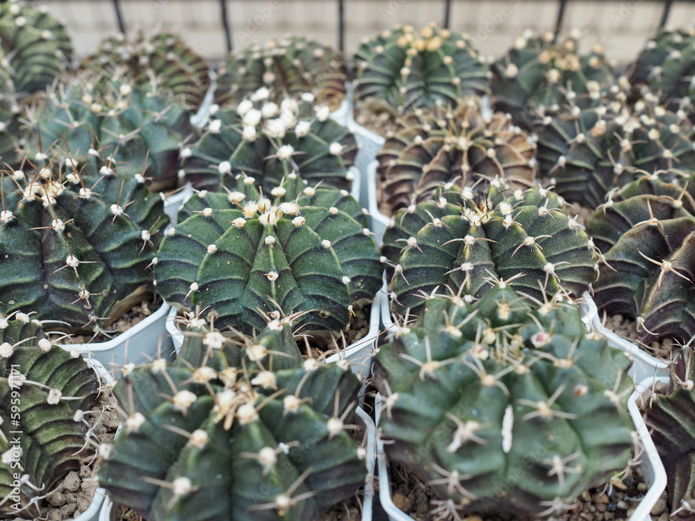 Sepia is cactus species of Gymnocalycium ridge across the surface area ...