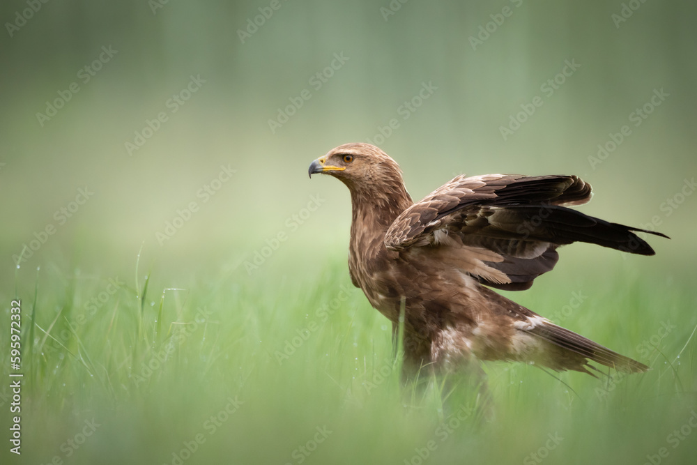 Lesser Spotted Eagle In Flight