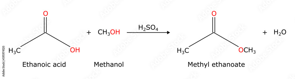 Dehydration reaction between ethanoic acid (carboxylic acid) and ...
