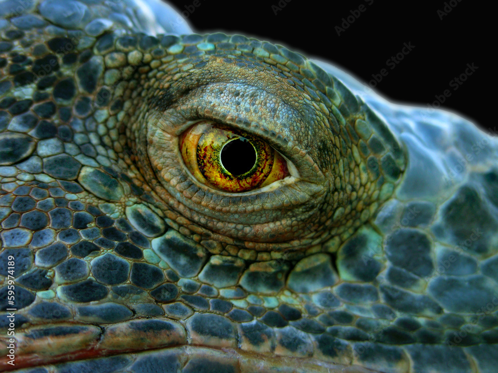 Komodo Dragon Eye