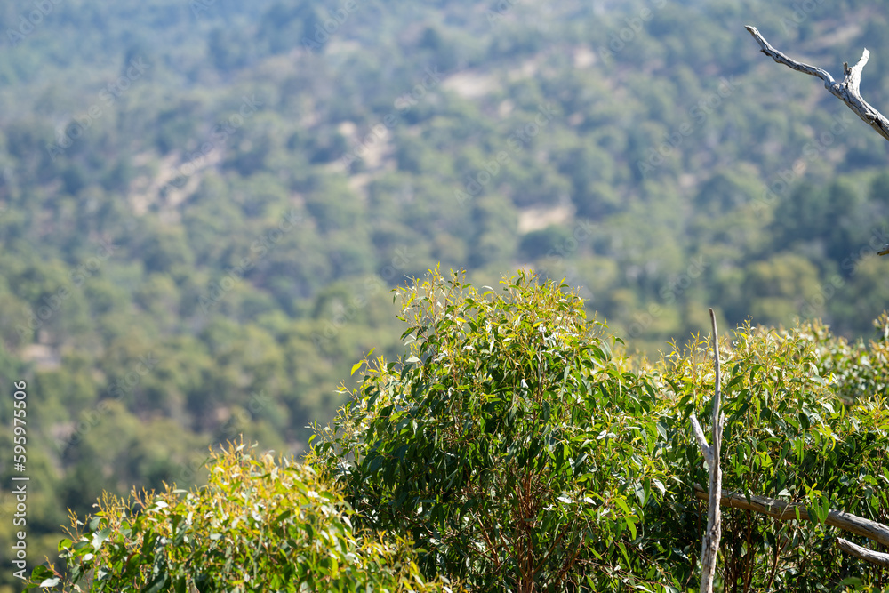 Trees and shrubs in the Australian bush forest. Gumtrees and native ...