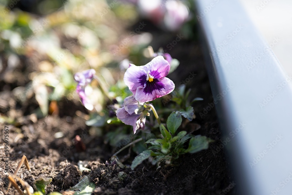 garden pansy type of large-flowered hybrid plant cultivated as a garden ...