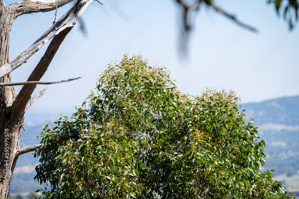 Trees and shrubs in the Australian bush forest. Gumtrees and native ...