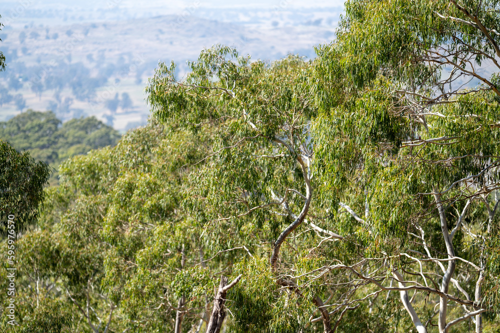 Trees and shrubs in the Australian bush forest. Gumtrees and native ...