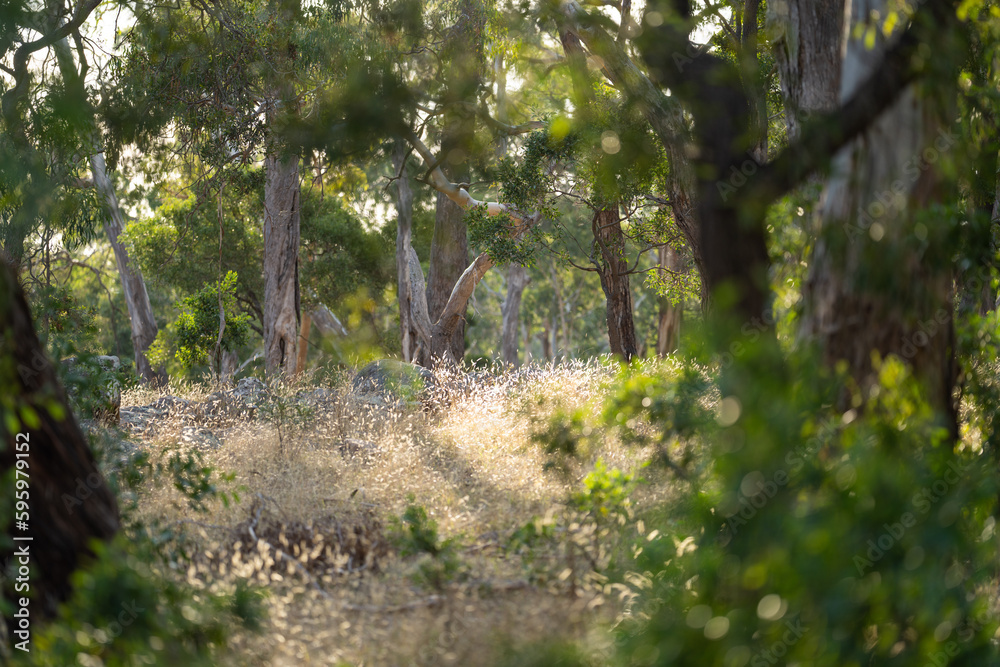 Trees and shrubs in the Australian bush forest. Gumtrees and native ...