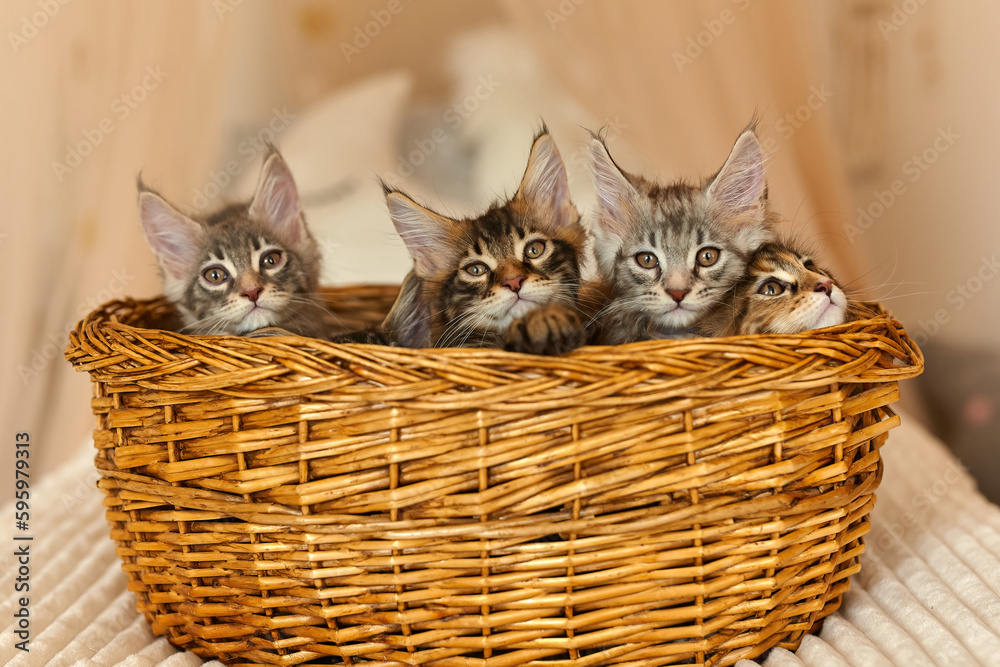 Family of six kittens. 6 multi-colored charming Maine Coon kittens 2 ...