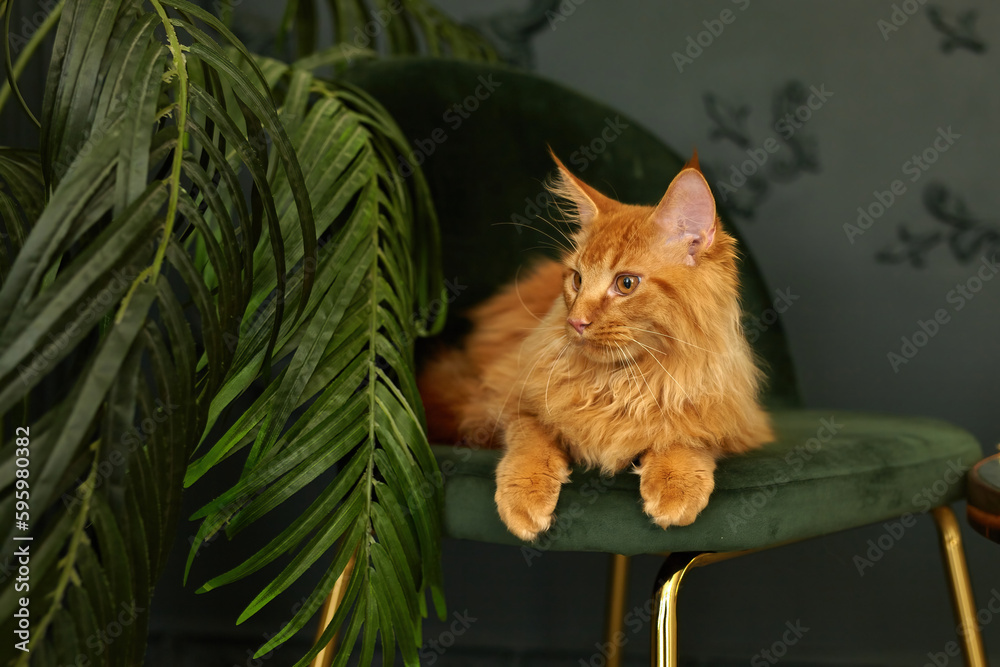 Stylish luxury home interior in green and gold shades, red fluffy Maine ...