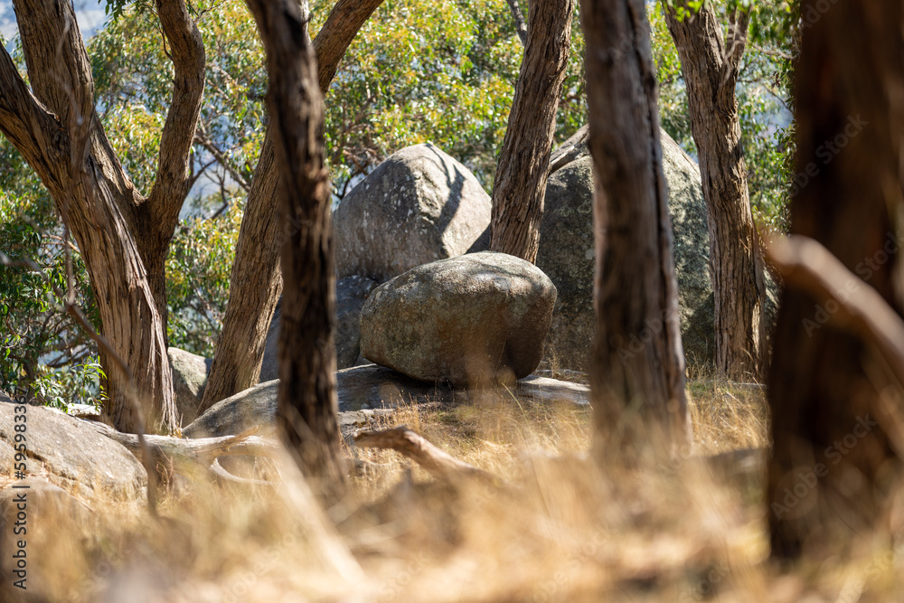 Trees and shrubs in the Australian bush forest. Gumtrees and native ...