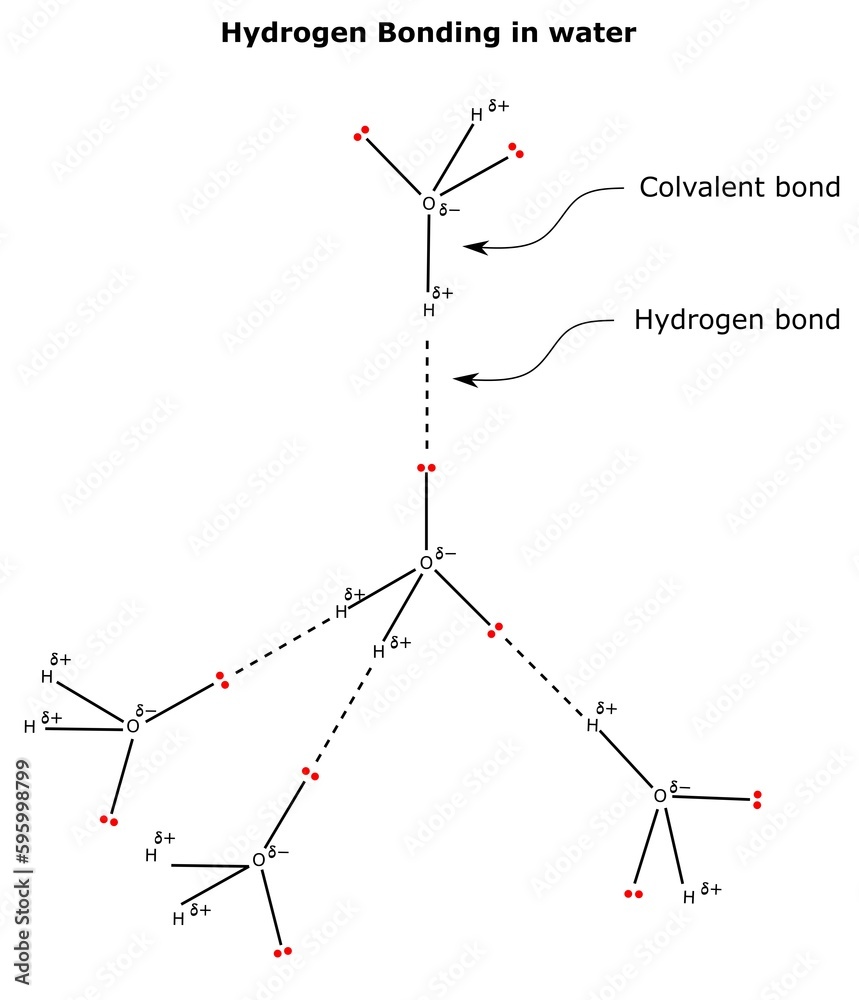 hydrogen bonding covalent bond among water molecules chemical structure ...