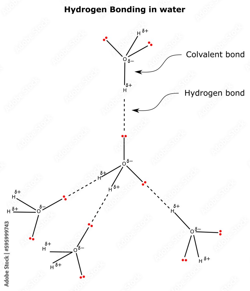 hydrogen bonding covalent bond among water molecules chemical structure ...