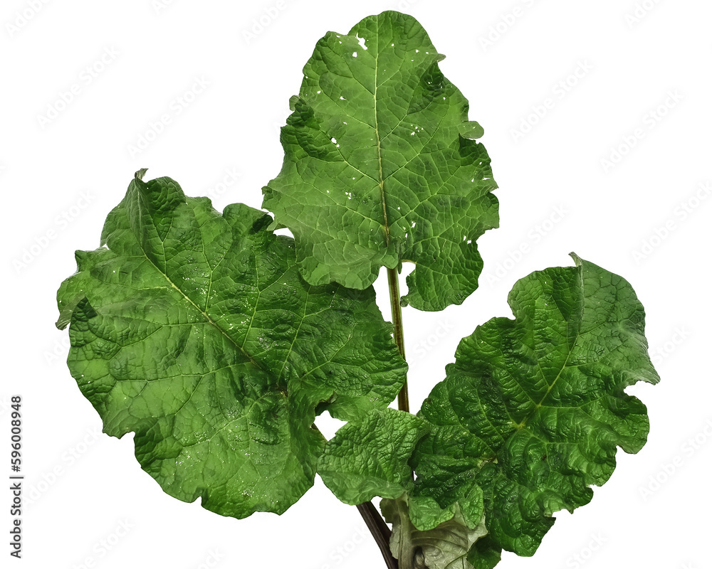 Bush of three greater burdock Arctium lappa leaves isolated on white or ...