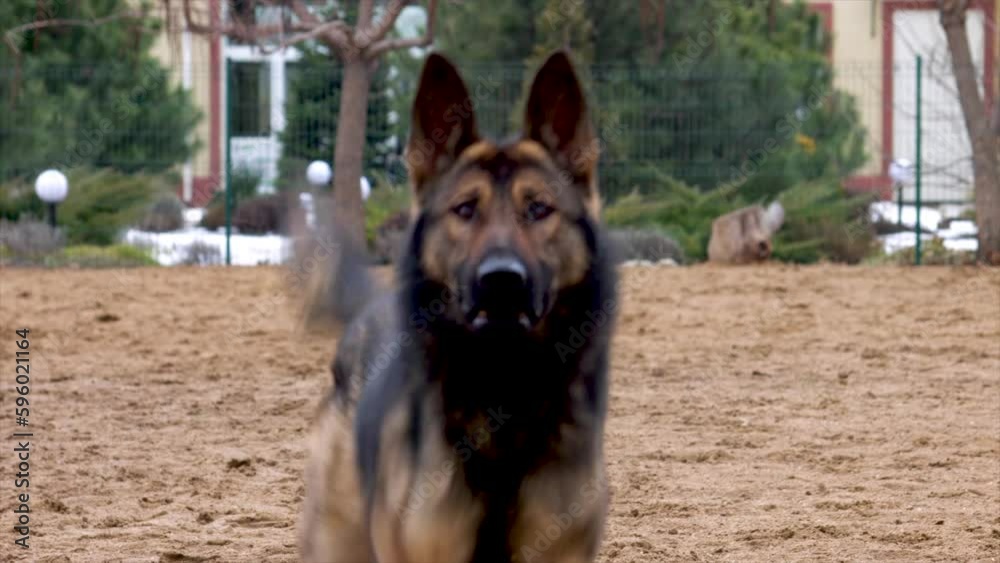 The German Shepherd Malinois mix. The Malinois Shepherd or the ...