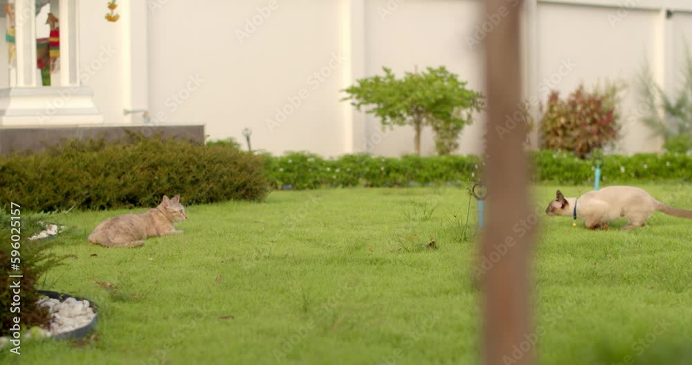 Two cats playing in the grass.Two cats climbing a tree in the garden ...