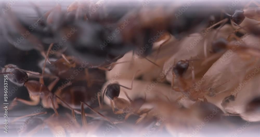 Ant colony Camponotus fellah under the microscope, family Formicidae ...