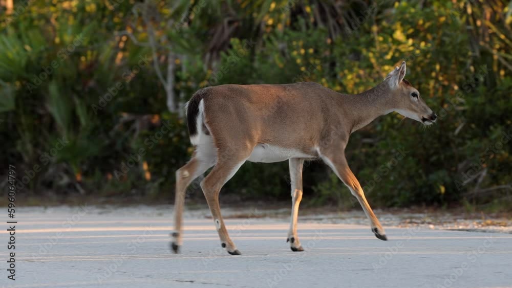 Key Deer are an endangered species that lives in the Florida Keys. In ...