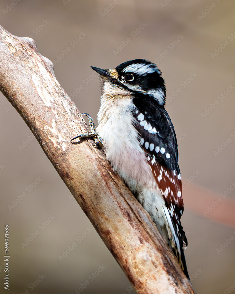 Woodpecker Photo and Image. Female close-up profile view gripping to a ...