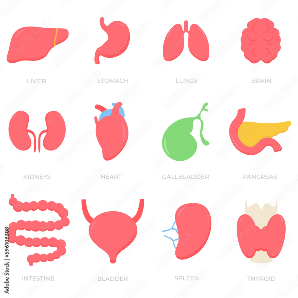 Poster Human internal organs – Wall Art | UkPosters