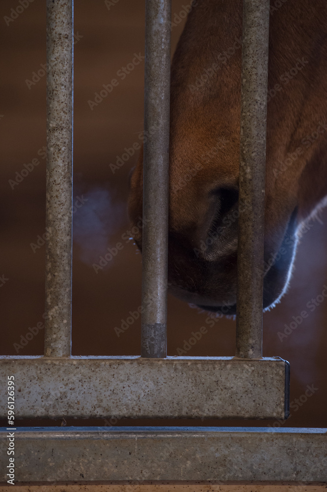 close up of horse behind stall door iron bars looking like prison horse ...