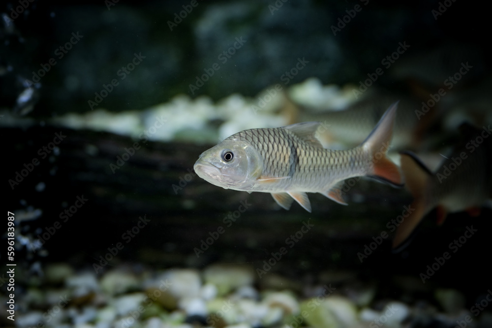 Fish in aquarium. The hampala barb (Hampala macrolepidota) is a ...