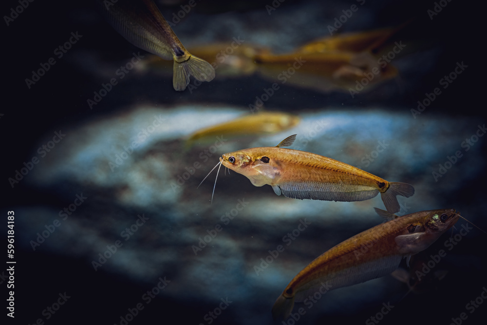 Ompok bimaculatus, known as butter catfish, is a species of sheatfishes ...