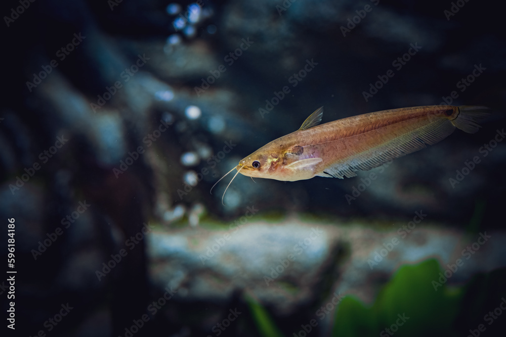 Ompok bimaculatus, known as butter catfish, is a species of sheatfishes ...