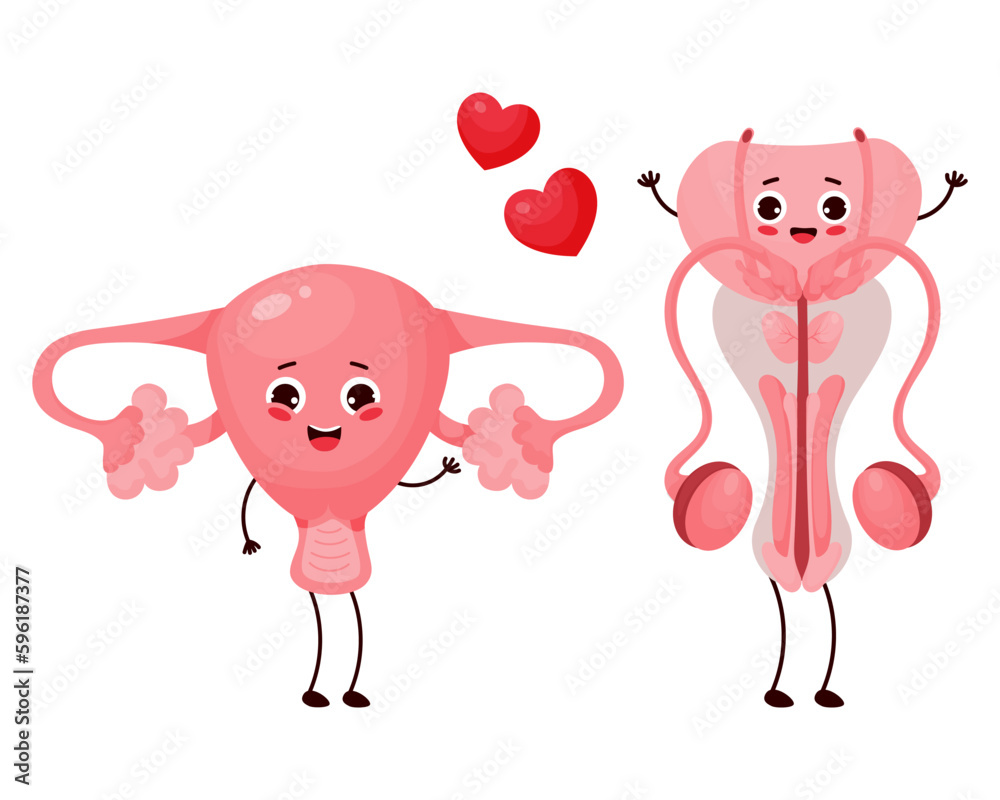 Cute Cartoon Reproductive Organs Happy Characters Female Uterus And Male Penis In Love Vector