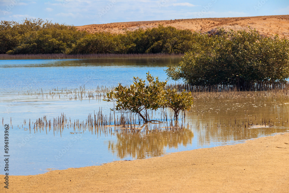 Mangrove trees in Ras Mohammed national park, Sinai peninsula in Egypt ...