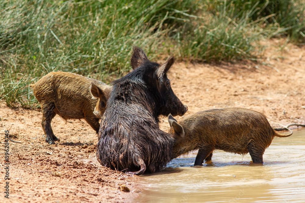 Feral Australian Pig sow with piglets Stock Photo | Adobe Stock
