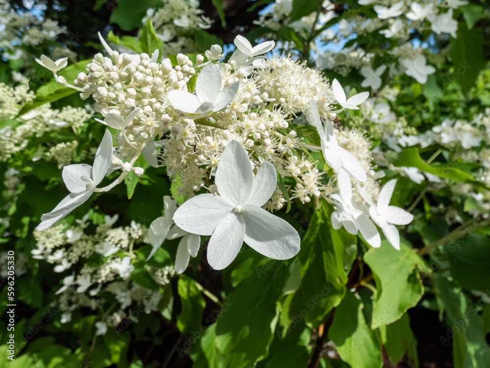 Hydrangea paniculata (Hydrangea paniculata Siebold) 'Praecox'. Shrub ...