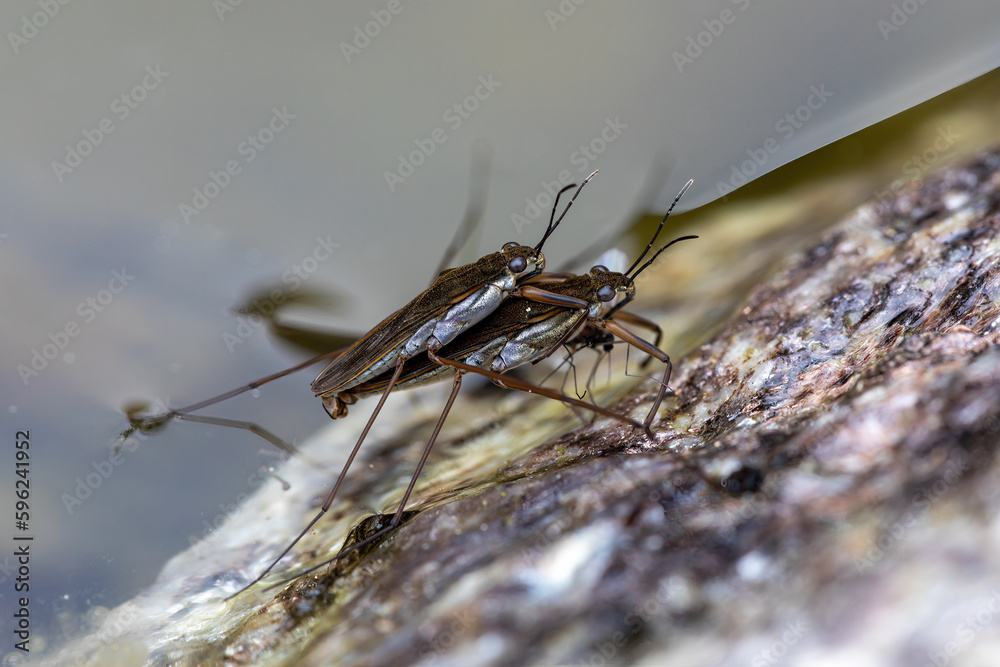 Two Gerris lacustris insects mate on the surface of a garden pond in ...
